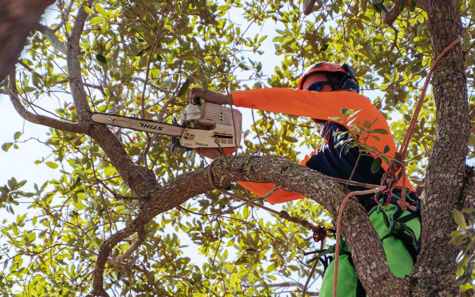 Tree Pruning Around Power Lines: Utility Line Clearing FAQs | Sherlock ...