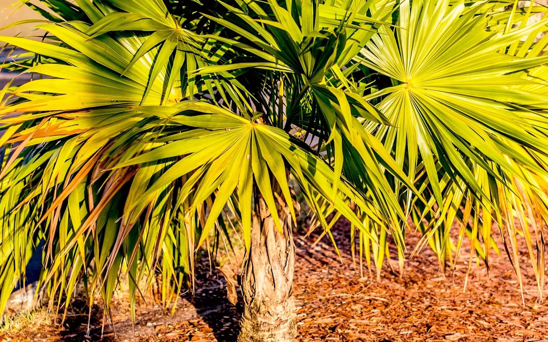 What's The Best Tree For South Florida Properties? | Sherlock Tree Company