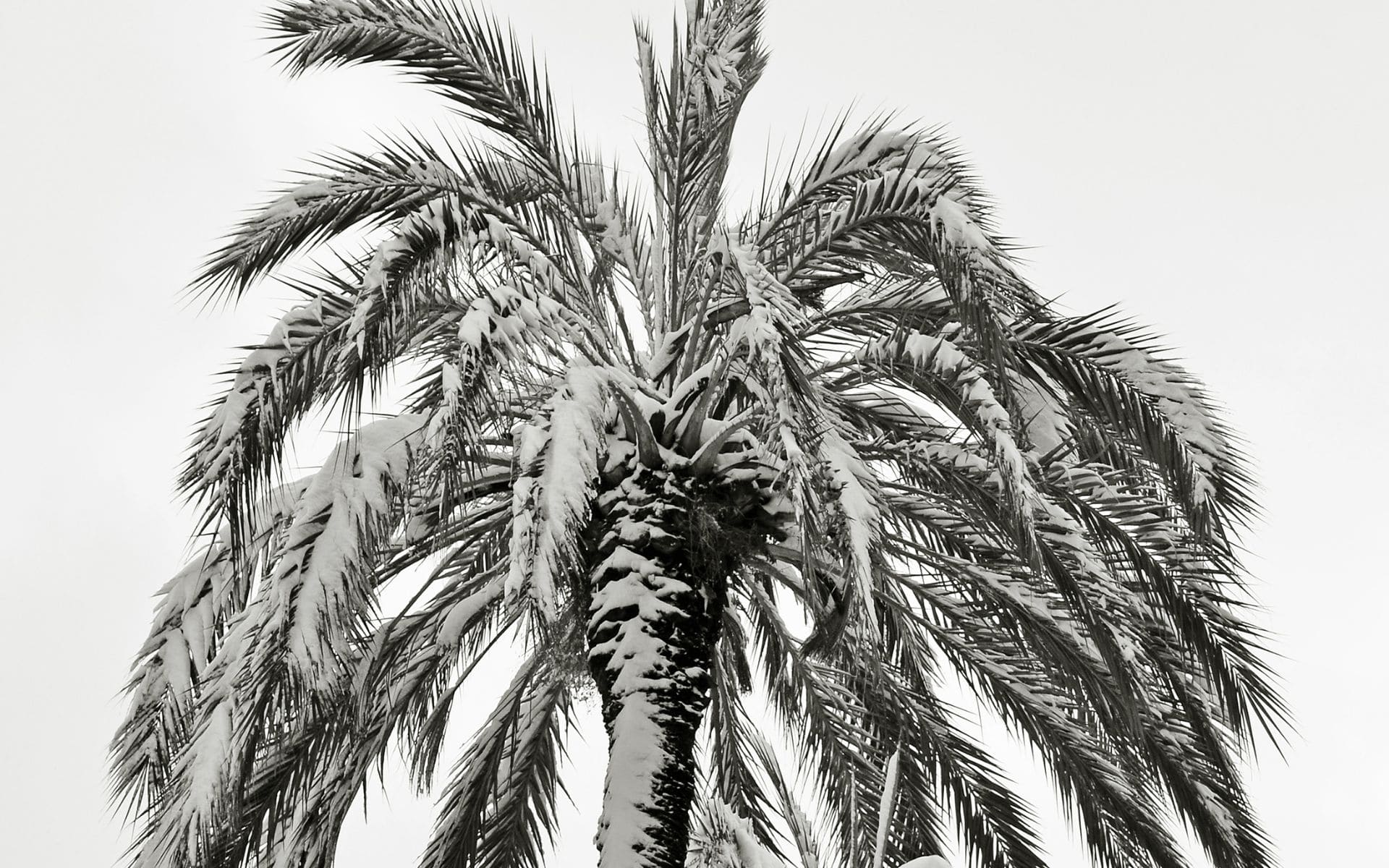 How, When & Where to Plant a Palm in South Florida - Sherlock Tree Company