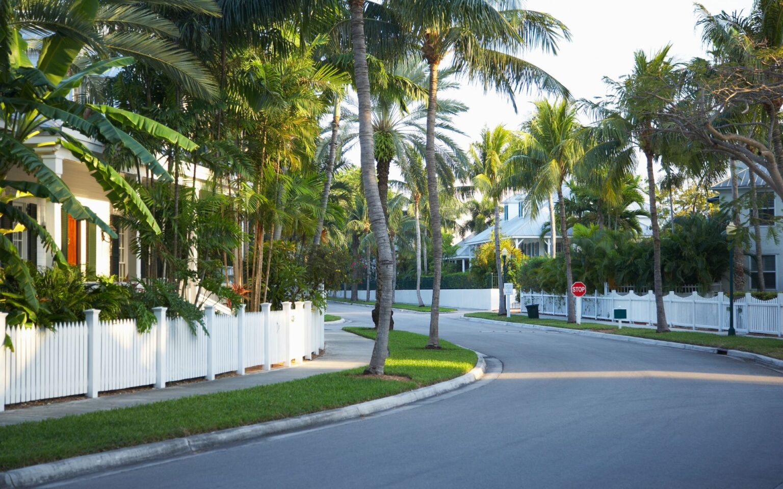 Underwatered Vs Overwatered Trees: How To Tell The Difference ...