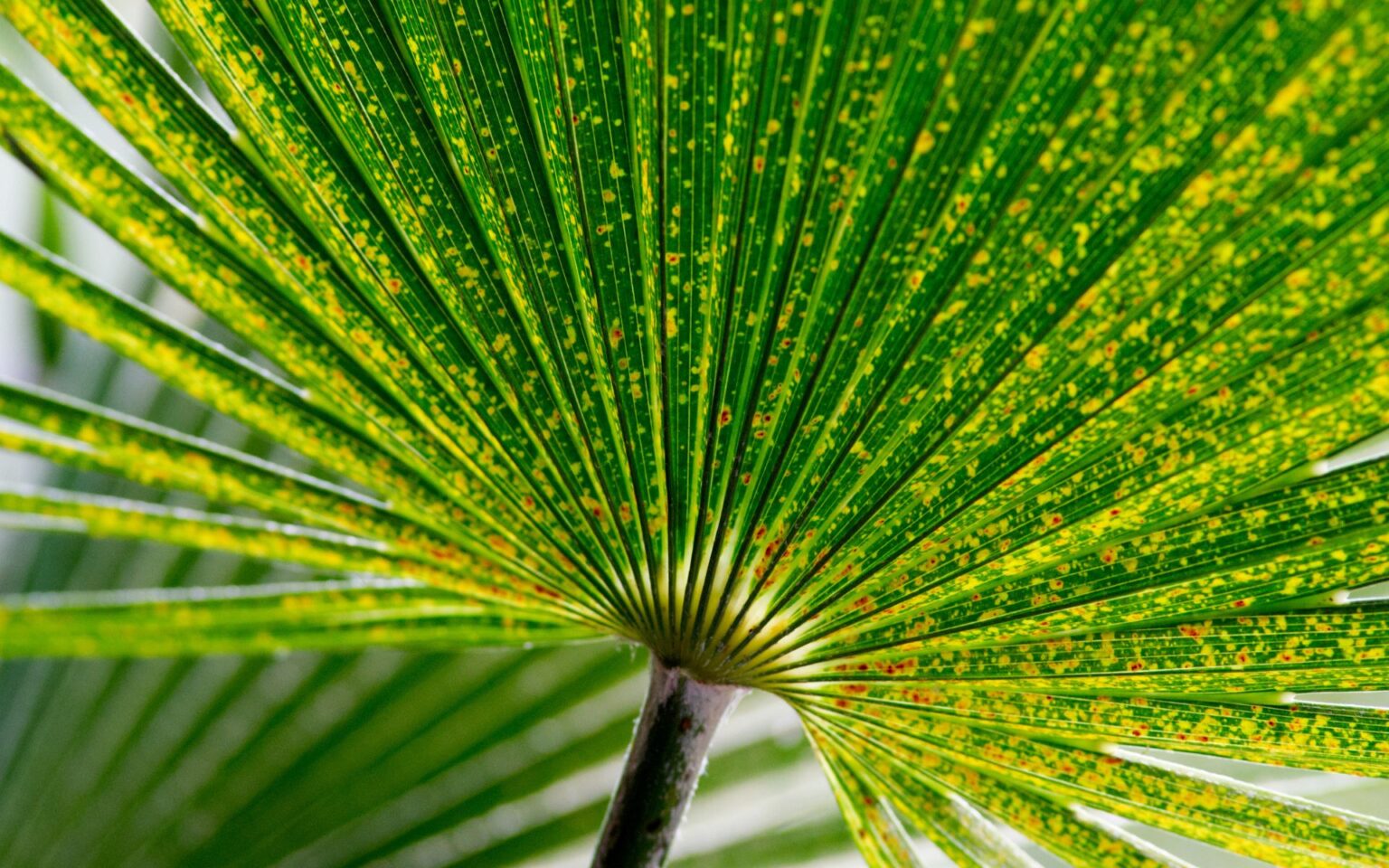 Common Palm Problems In South Florida: Identification, Prevention ...