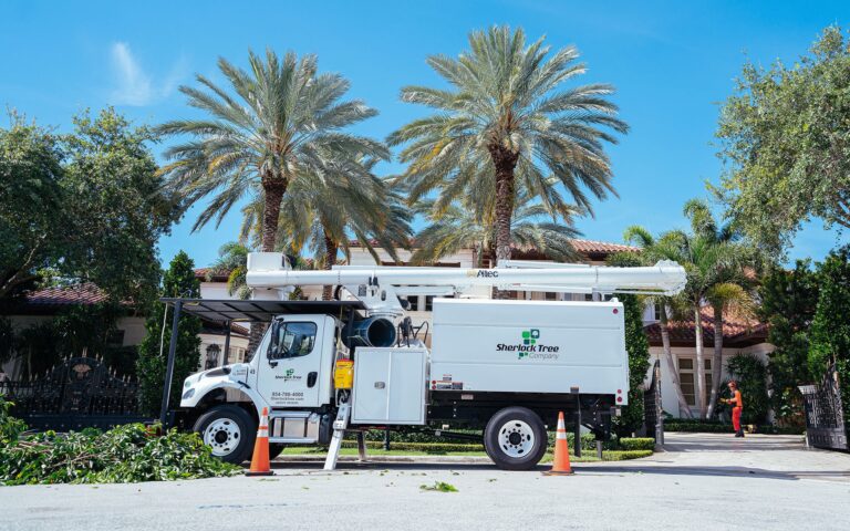 Everything You Need To Know About Florida’s State Tree: The Sabal Palm ...