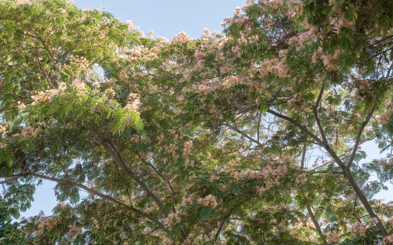 The Jacaranda Tree: Why It's A Great Addition To Your South Florida ...