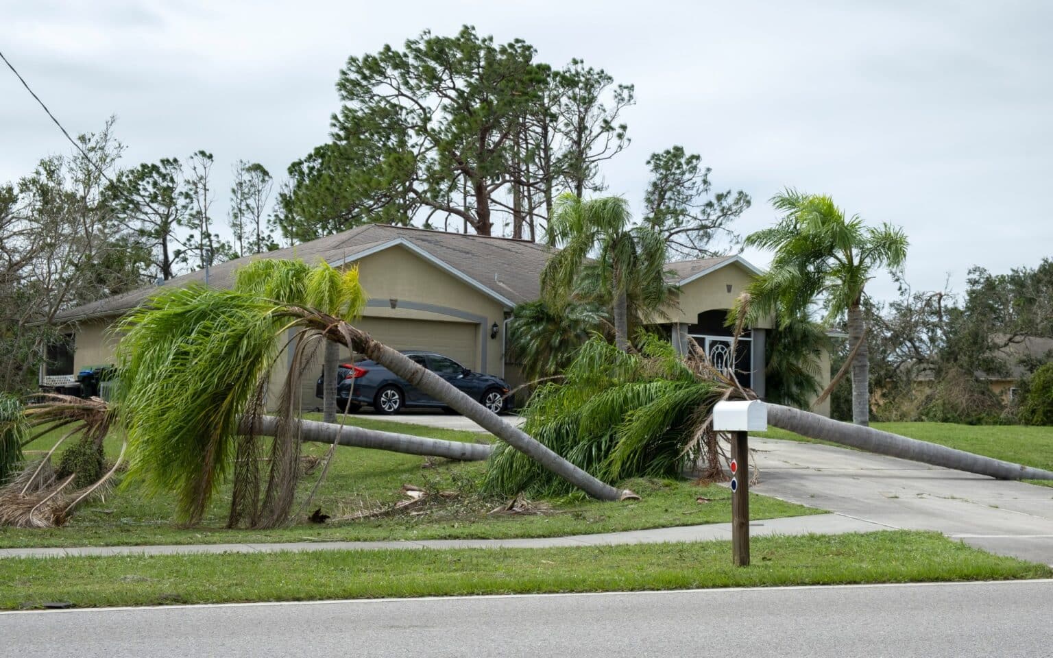 Underwatered Vs. Overwatered Trees: How To Tell The Difference