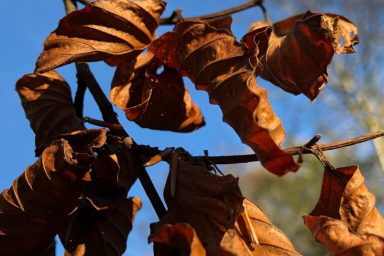 Underwatered Vs Overwatered Trees: How To Tell The Difference ...