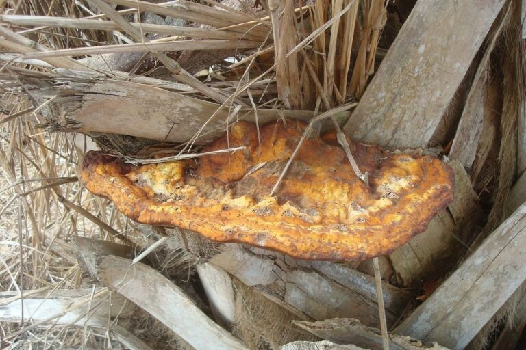 Common Palm Problems In South Florida: Identification, Prevention ...