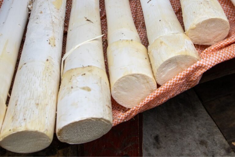 Common Palm Problems In South Florida: Identification, Prevention ...