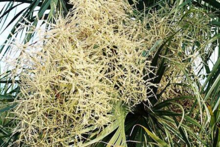 Everything You Need To Know About Florida’s State Tree: The Sabal Palm ...