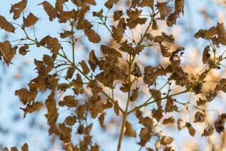 Underwatered Vs. Overwatered Trees: How To Tell The Difference