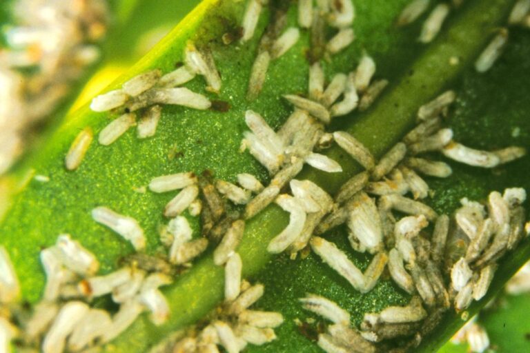 Sago Palm Looking Sick? It May Be Cycad Aulacaspis Scale | Sherlock ...