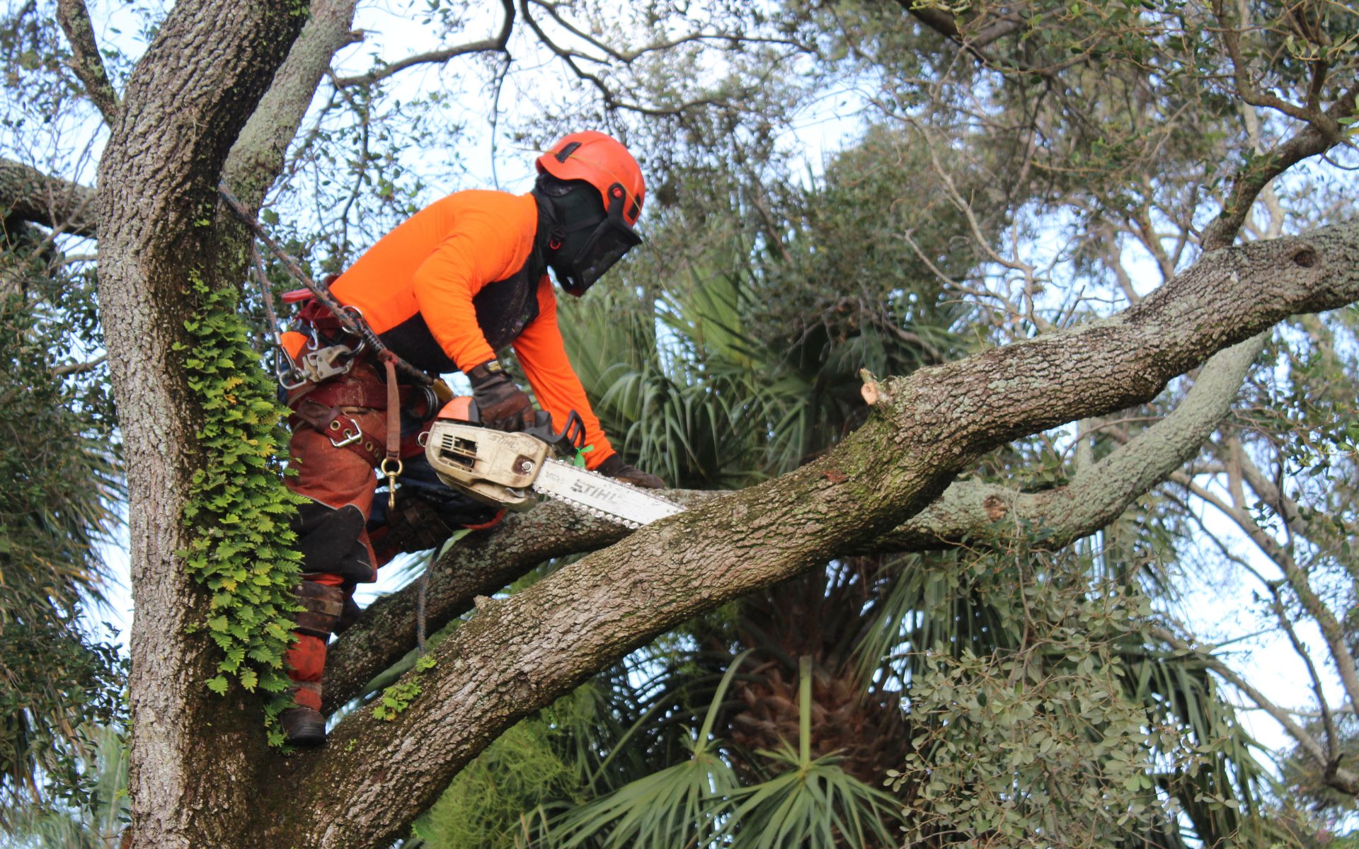 Should You Hire A Tree Service With A CTSP On Staff? | Sherlock Tree ...