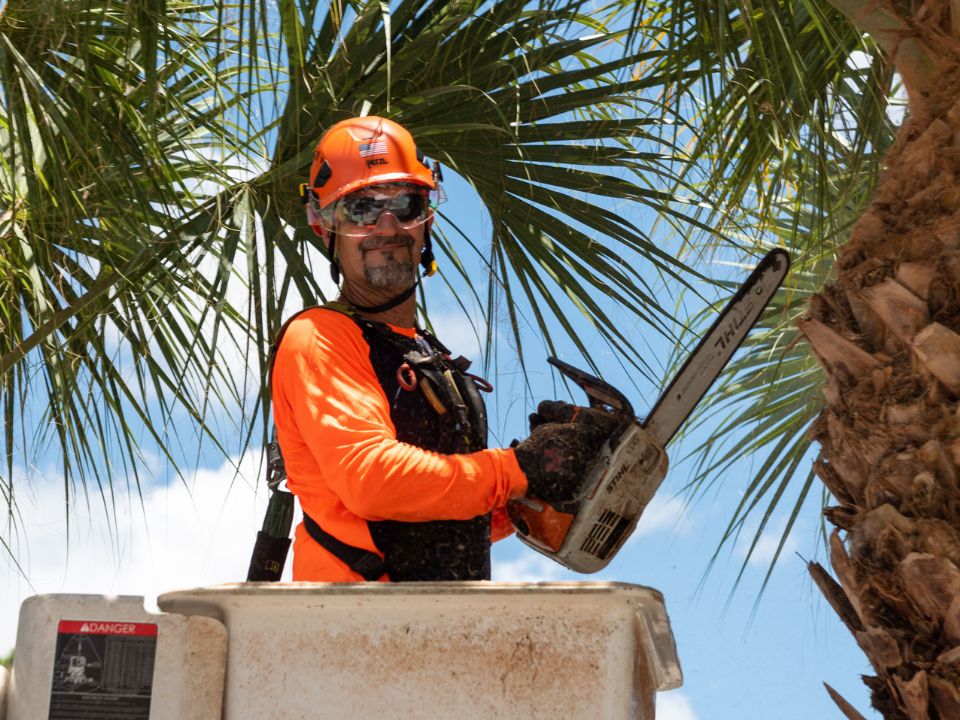 Fort Lauderdale FL Tree Service Sherlock Tree Company