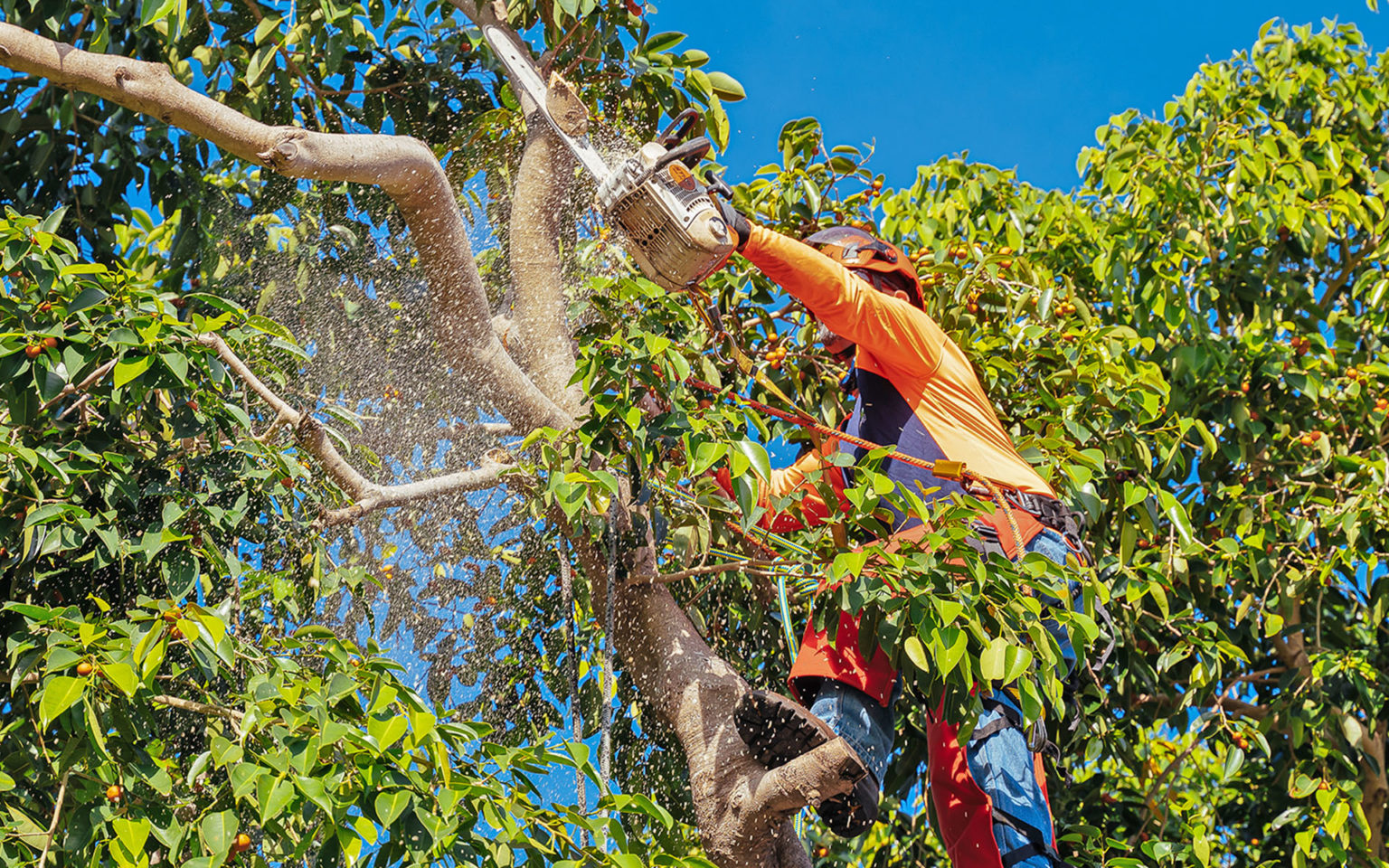 Tree Pruning Around Power Lines: Utility Line Clearing FAQs | Sherlock ...