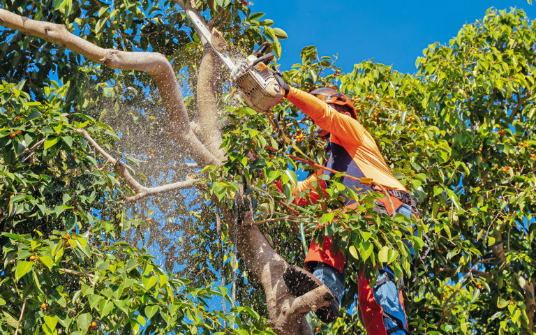Tree Pruning Around Power Lines: Utility Line Clearing FAQs | Sherlock ...