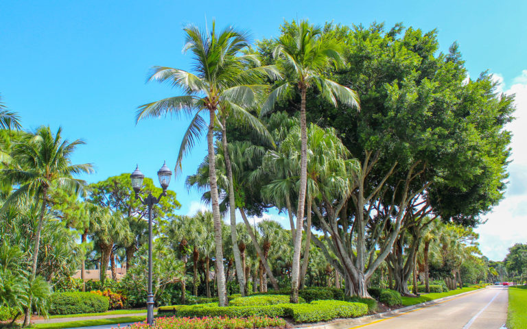Everything You Need To Know About Florida’s State Tree: The Sabal Palm ...