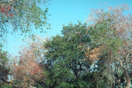 How To Help Plants Recover From Cold Weather | Sherlock Tree Company